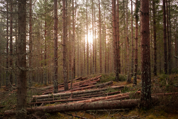 Olika sätt att sälja virke