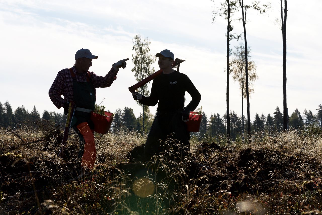 Så planterar du skog
