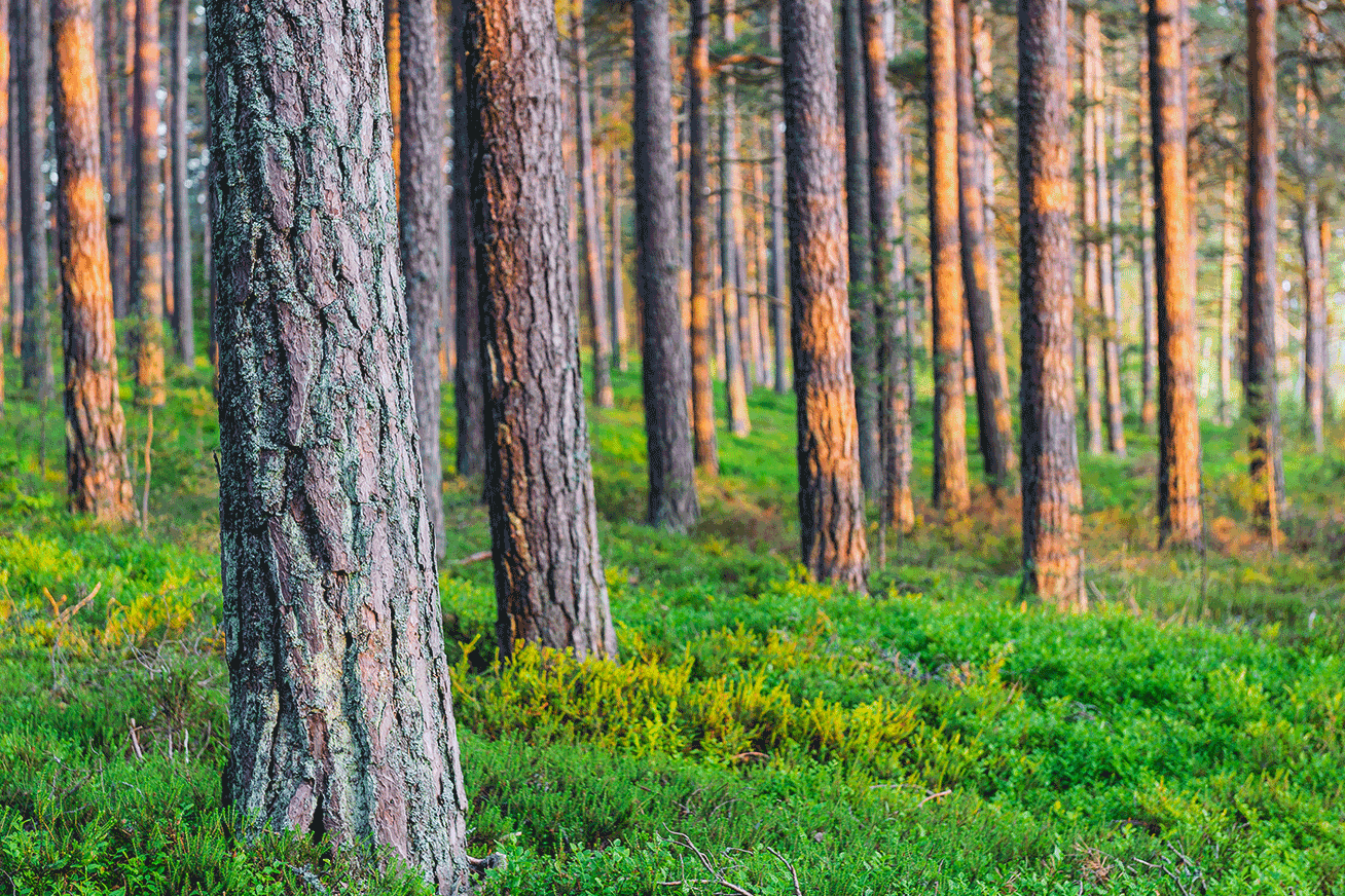 Bästa tipsen till dig som gallrar själv