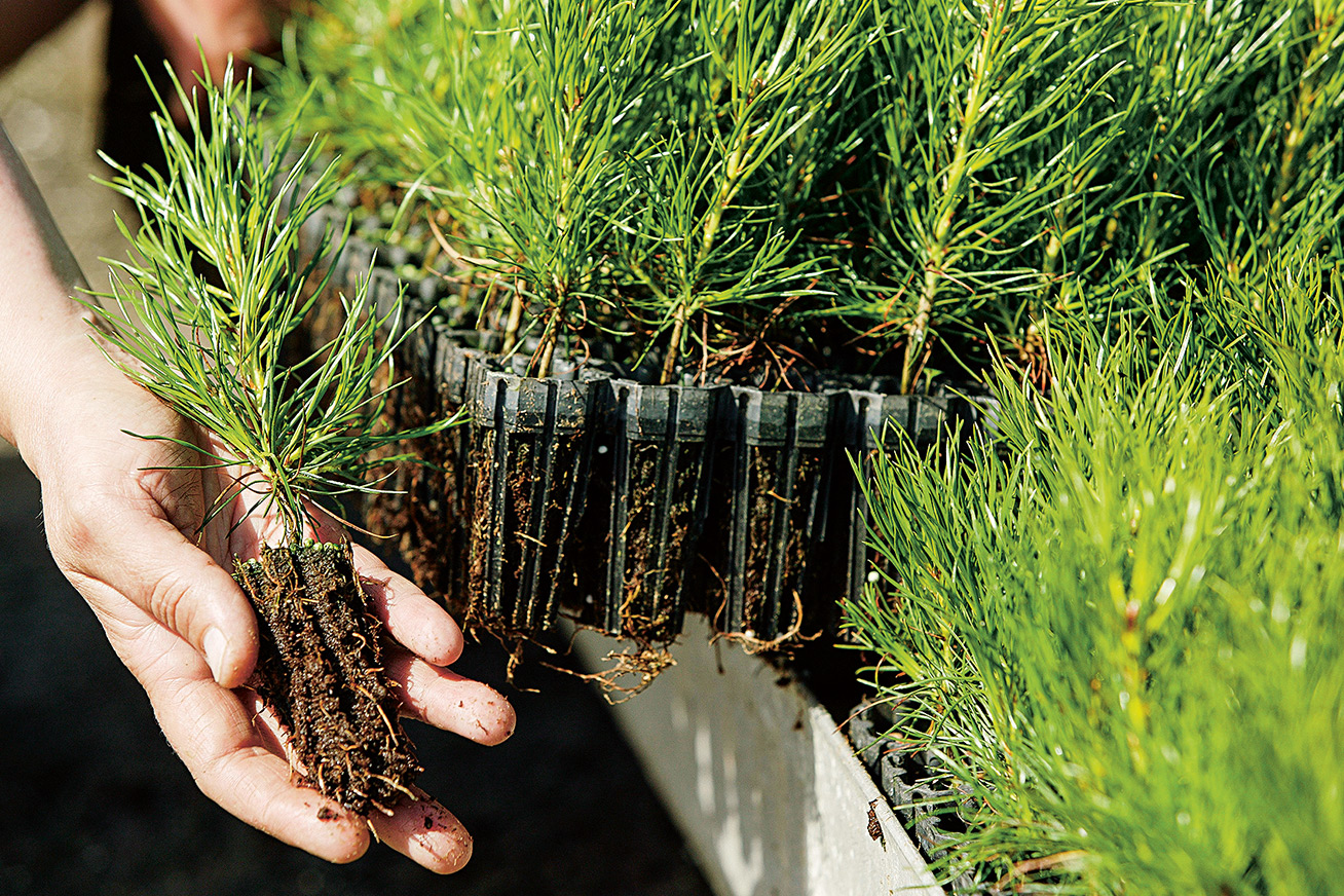 Tid att plantera skog – Billerud