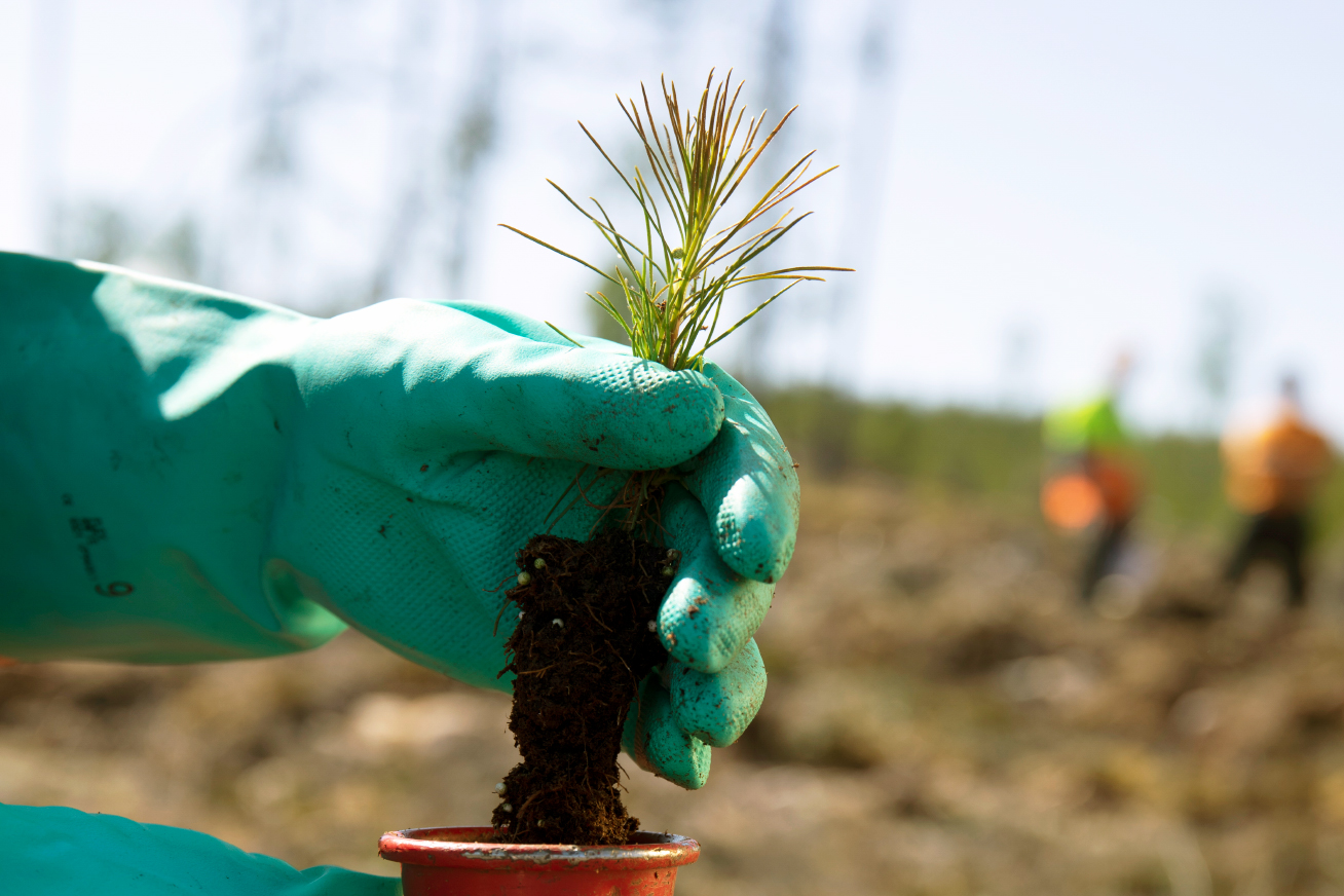 Planteringar kan genomföras